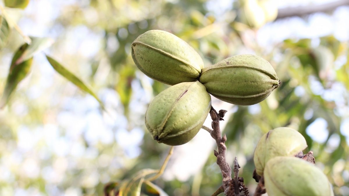 The Best Places To Grow Pecans in the US