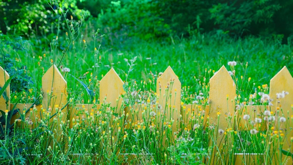 Effective Ways To Clear a Large Overgrown Property